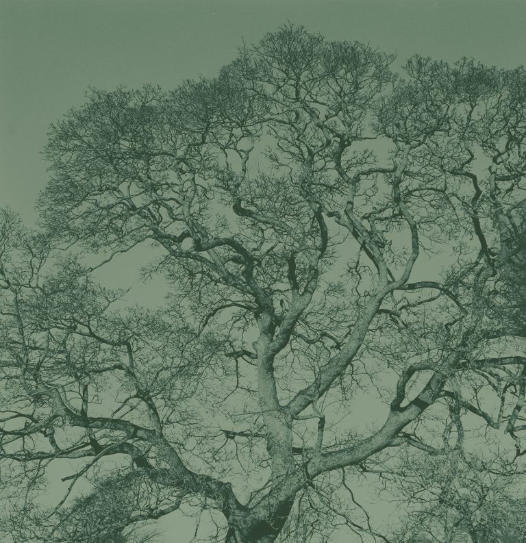 Alison Woolley: Beyond the Silence of the Forest | MONK